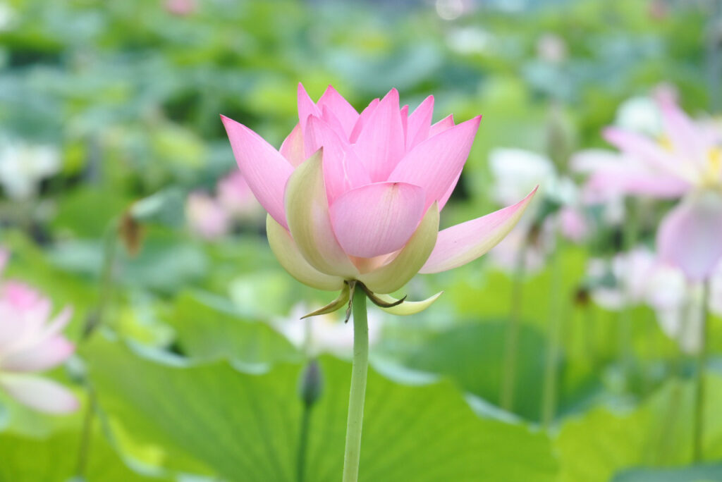 スズキ・スペーシアのTVCMで芦田愛菜さんがウクレレで弾いている曲の曲名とその作者を教えて - 2ndLife.Oh!Happy.JP